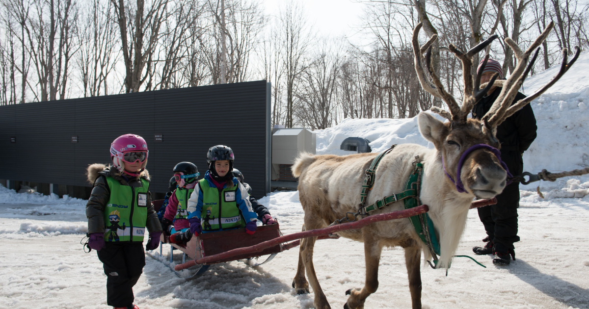 Reindeer Rides at Ki Niseko | Experience Niseko